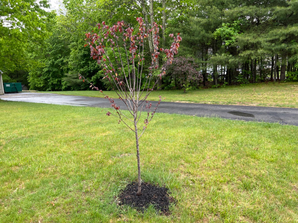 Thundercloud Flowering Plum Trees for Sale – FastGrowingTrees.com