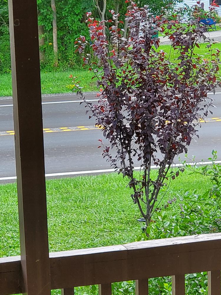 Thundercloud Flowering Plum Trees for Sale – FastGrowingTrees.com