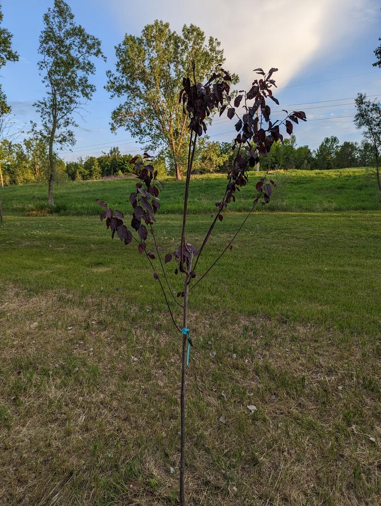 Thundercloud Flowering Plum Trees for Sale – FastGrowingTrees.com