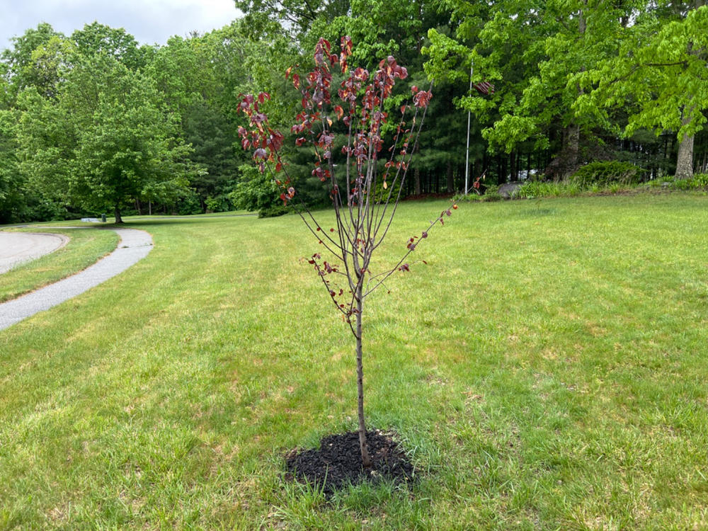 Thundercloud Flowering Plum Trees for Sale – FastGrowingTrees.com