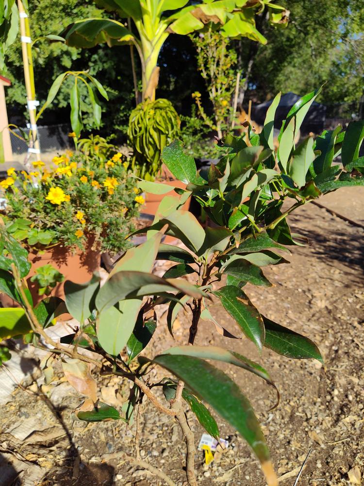 Emperor Lychee Trees for Sale – FastGrowingTrees.com