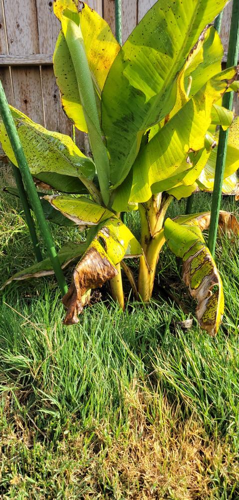 Grand Nain 'Naine' Banana Trees for Sale – FastGrowingTrees.com