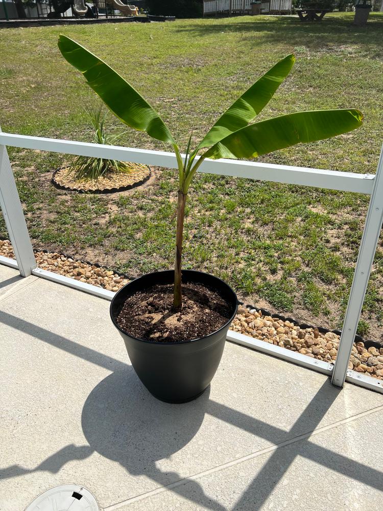 Grand Nain 'Naine' Banana Trees for Sale – FastGrowingTrees.com