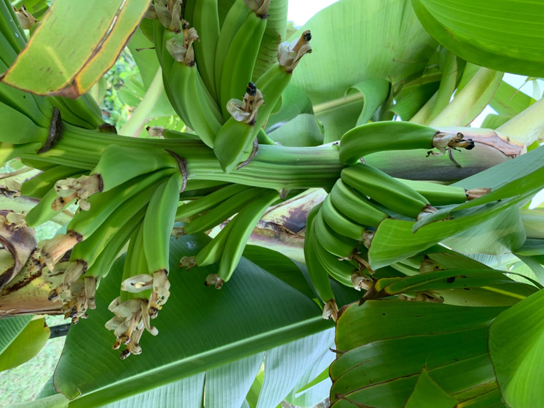 Grand Nain 'Naine' Banana Trees for Sale– FastGrowingTrees.com