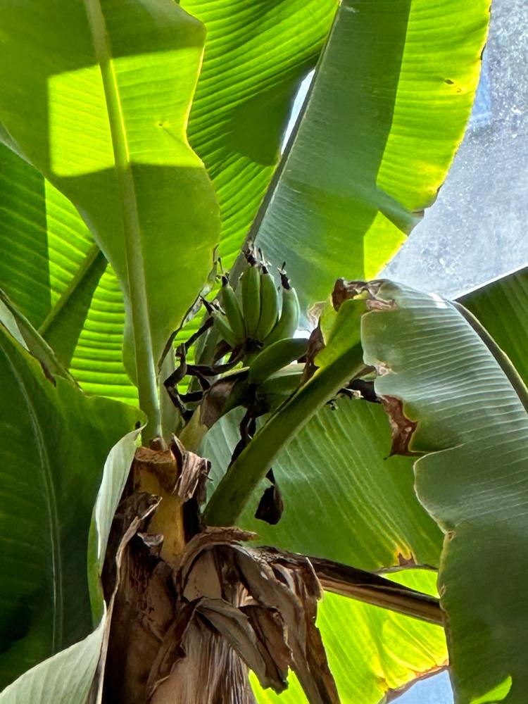 Grand Nain 'Naine' Banana Trees for Sale – FastGrowingTrees.com