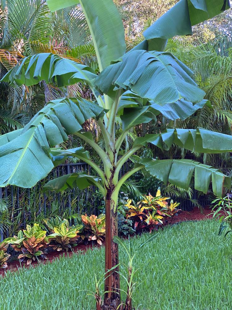 Grand Nain 'Naine' Banana Trees for Sale – FastGrowingTrees.com
