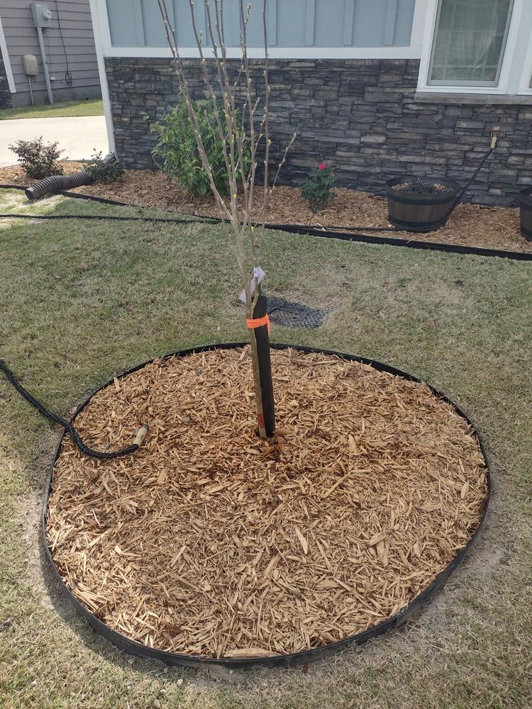 Root Rocket Fertilizer Packs for Sale – FastGrowingTrees.com