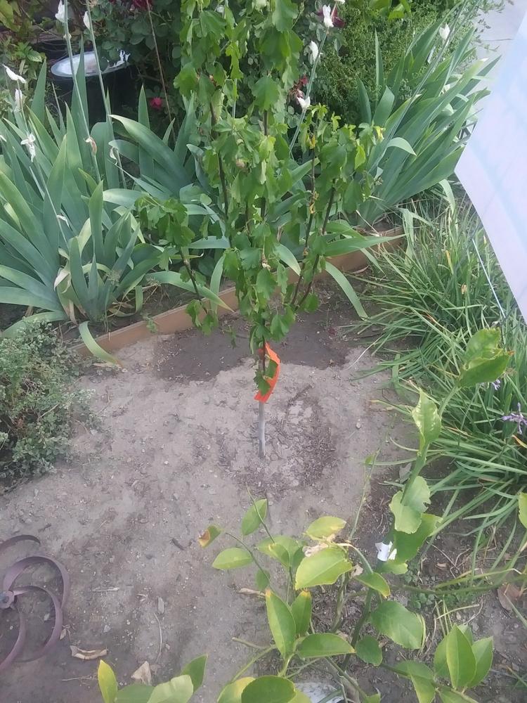 Root Rocket Fertilizer Packs for Sale – FastGrowingTrees.com