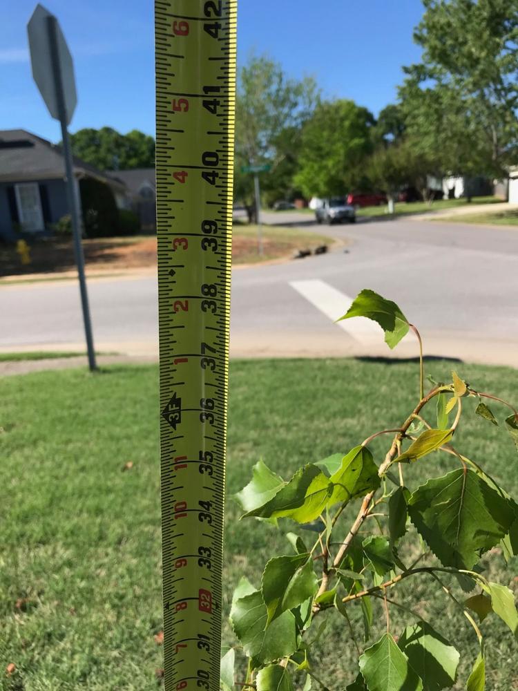 Root Rocket Fertilizer Packs for Sale– FastGrowingTrees.com