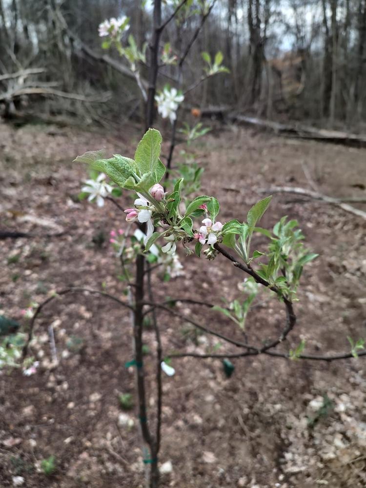 Root Rocket Fertilizer Packs for Sale – FastGrowingTrees.com