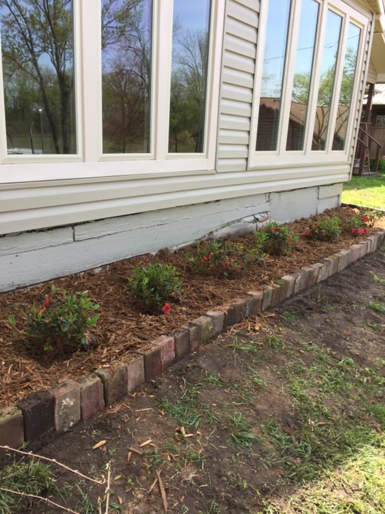 Root Rocket Fertilizer Packs for Sale– FastGrowingTrees.com