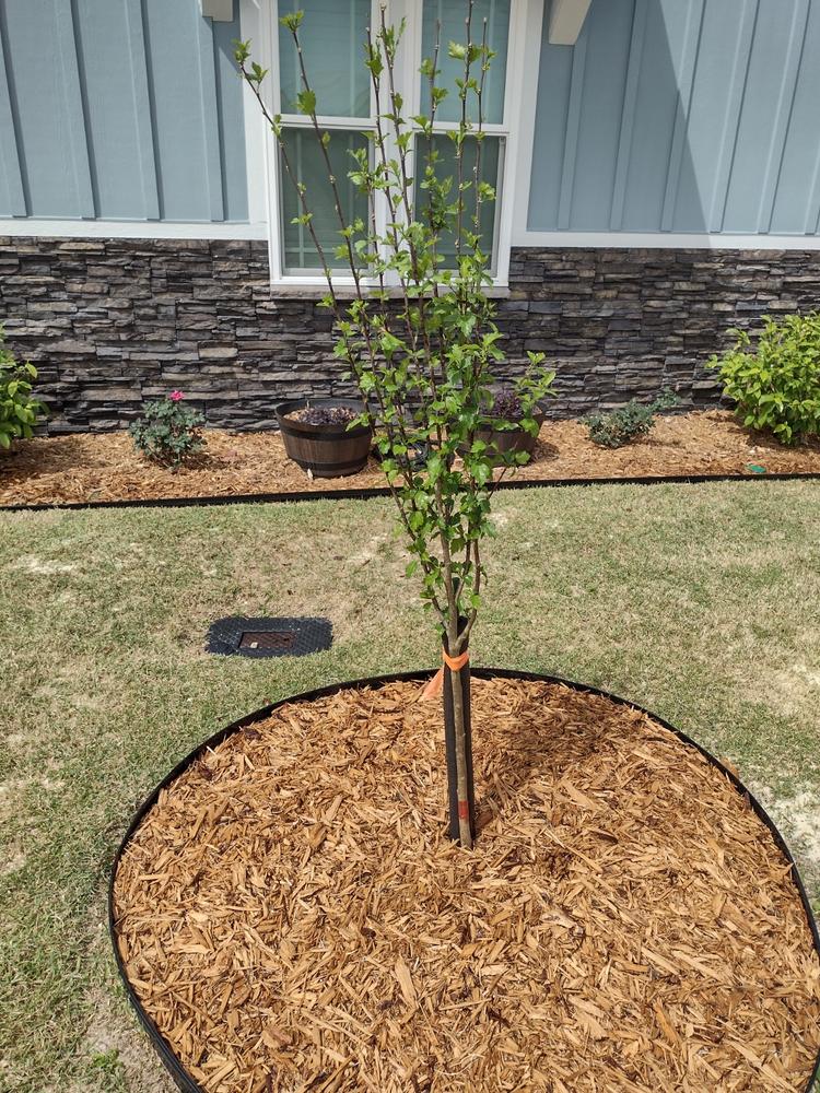 Root Rocket Fertilizer Packs for Sale – FastGrowingTrees.com