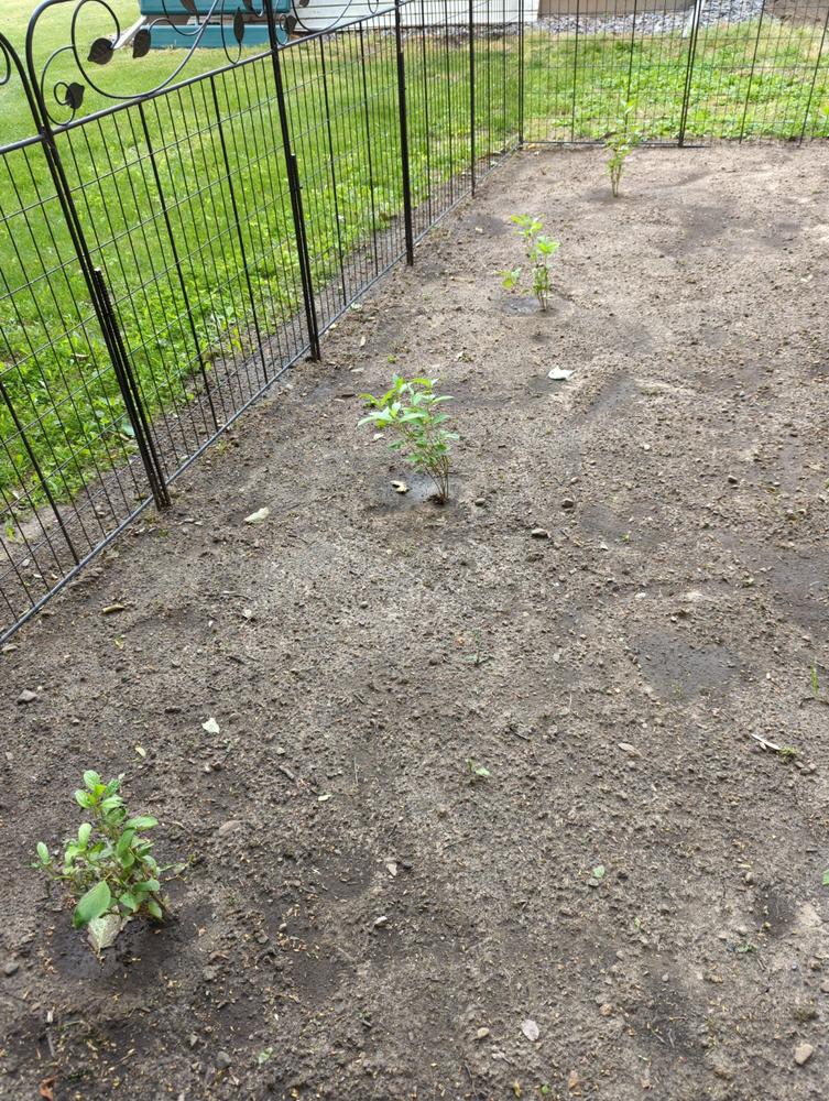 Root Rocket Fertilizer Packs for Sale – FastGrowingTrees.com