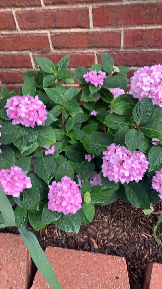 Root Rocket Fertilizer Packs for Sale – FastGrowingTrees.com