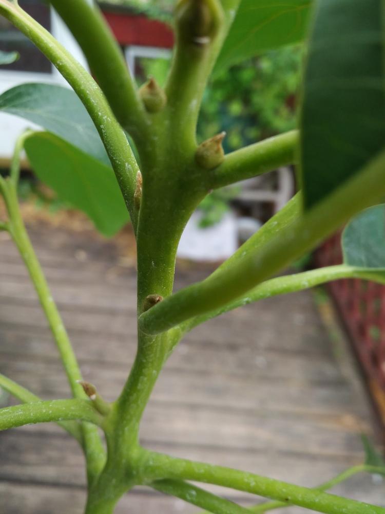 Root Rocket Fertilizer Packs for Sale– FastGrowingTrees.com