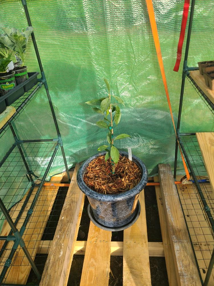 Root Rocket Fertilizer Packs for Sale – FastGrowingTrees.com