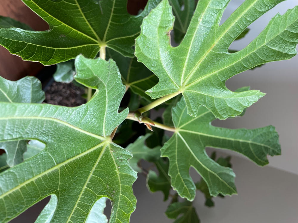 Little Miss Figgy Trees for Sale – FastGrowingTrees.com