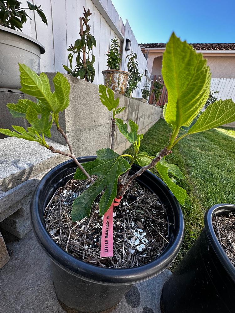 Little Miss Figgy Trees for Sale – FastGrowingTrees.com