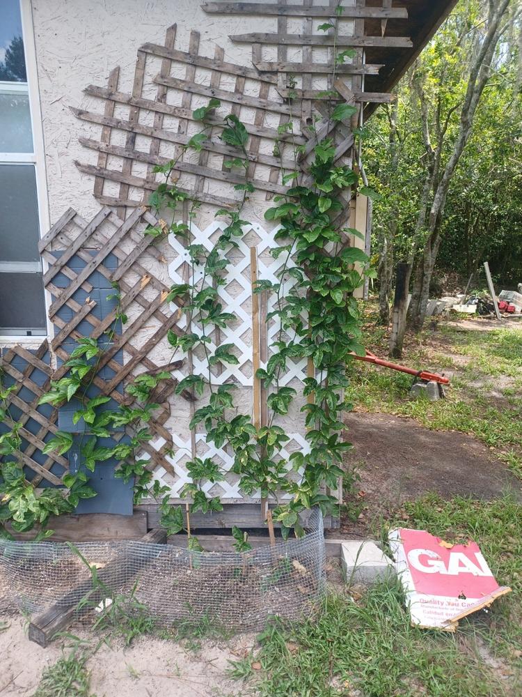 Passion Fruit Vines For Sale