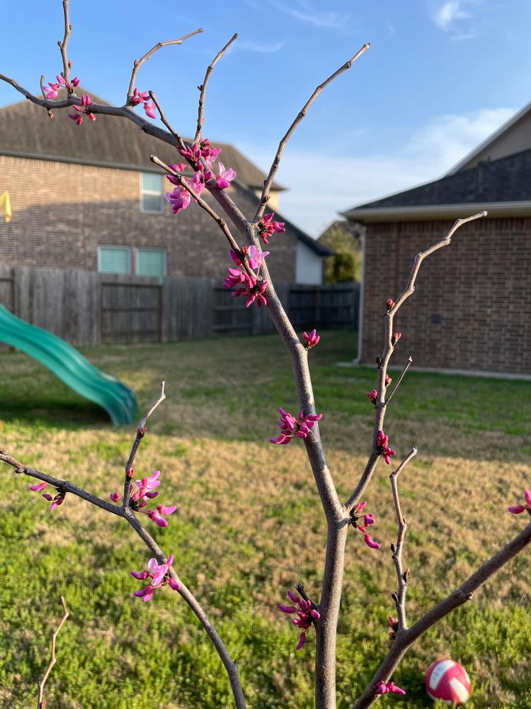 The Rising Sun Redbud Trees for Sale – FastGrowingTrees.com