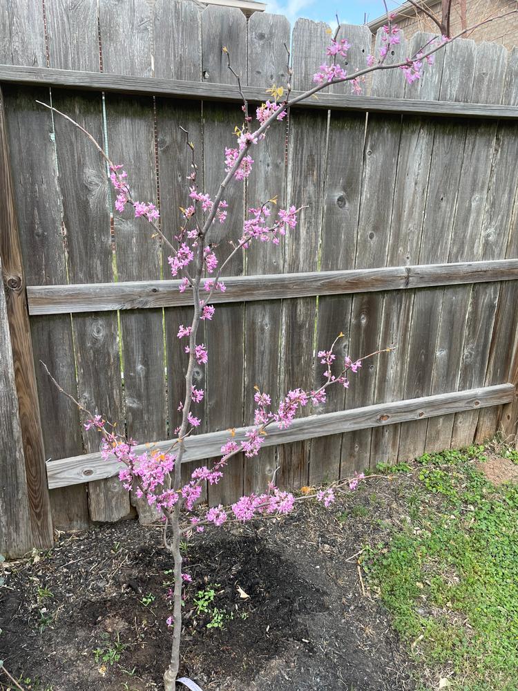 The Rising Sun Redbud Trees for Sale – FastGrowingTrees.com