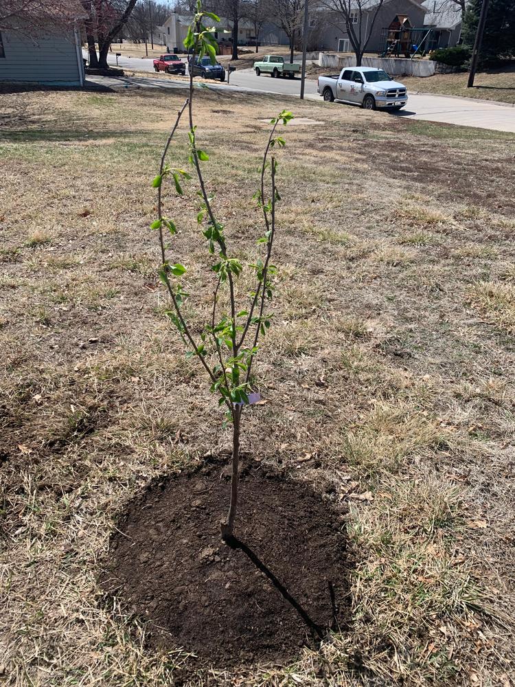 Montmorency Cherry Trees for Sale – FastGrowingTrees.com
