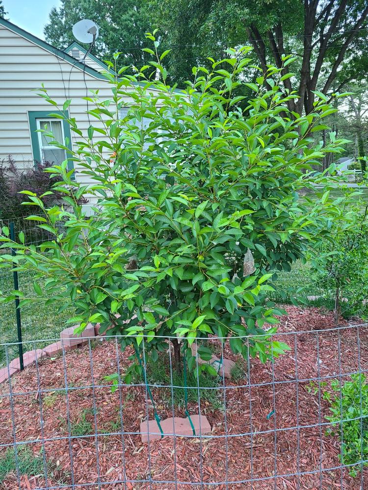 Montmorency Cherry Trees for Sale – FastGrowingTrees.com