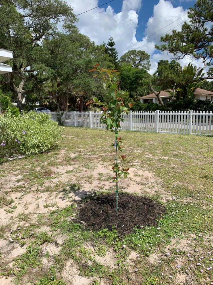 Wildfire Black Gum Trees for Sale – FastGrowingTrees.com