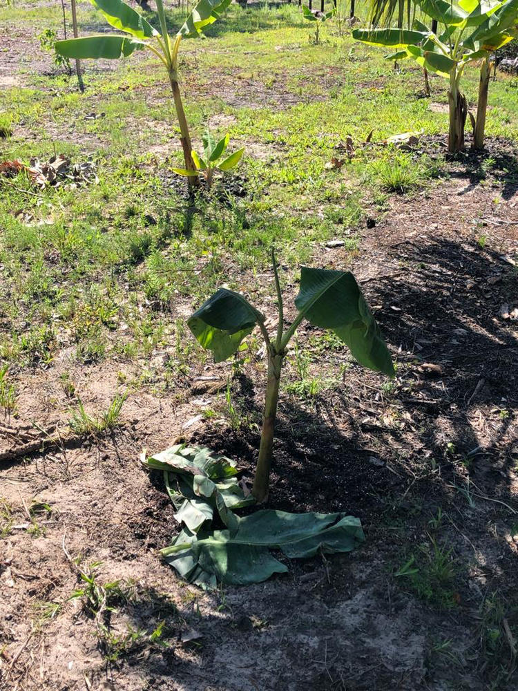 Puerto Rican Plantain Banana Trees for Sale – FastGrowingTrees.com