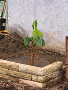 Puerto Rican Plantain Banana Trees for Sale – FastGrowingTrees.com