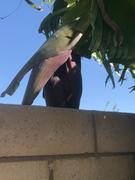 Puerto Rican Plantain Banana Trees for Sale – FastGrowingTrees.com