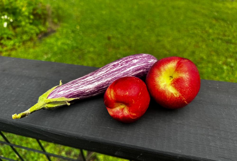 Red Gold Nectarine Trees for Sale – FastGrowingTrees.com