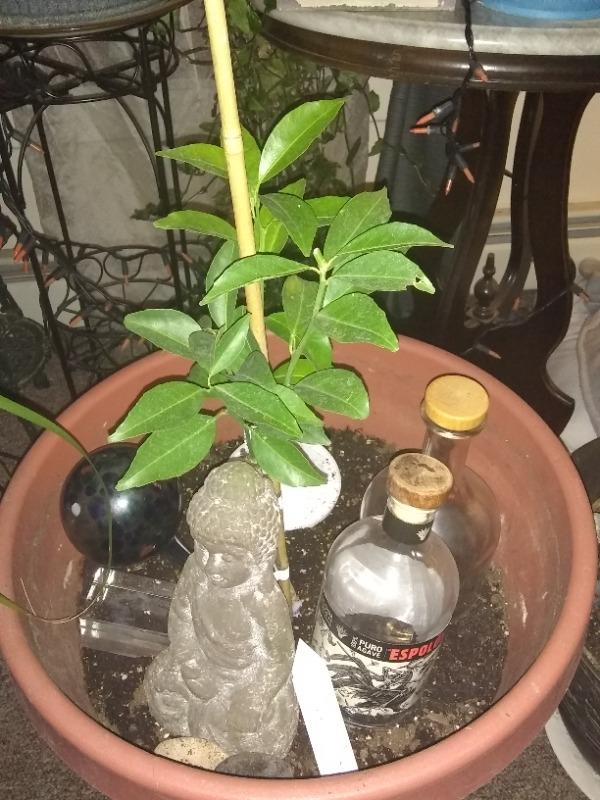 Gold Nugget Mandarin Trees for Sale – FastGrowingTrees.com