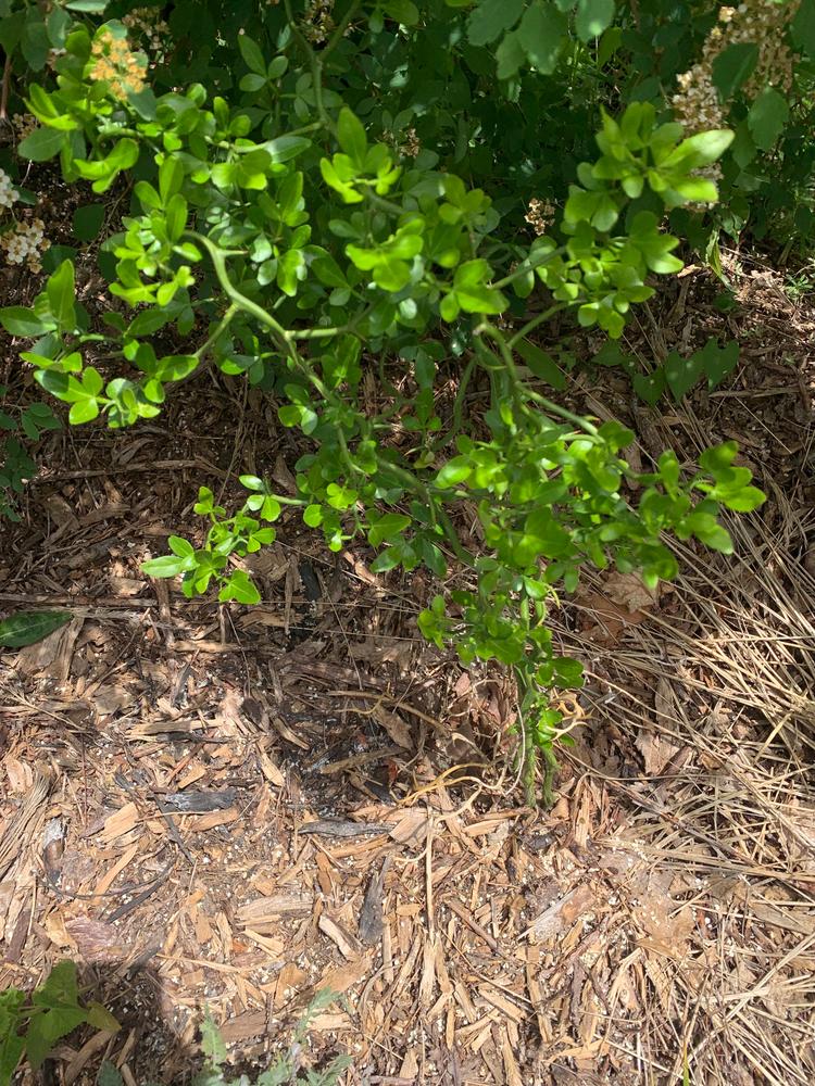 Hardy Flying Dragon Orange Trees for Sale – FastGrowingTrees.com