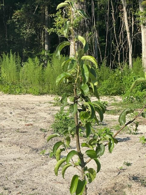 Hosui Asian Pear Trees for Sale – FastGrowingTrees.com