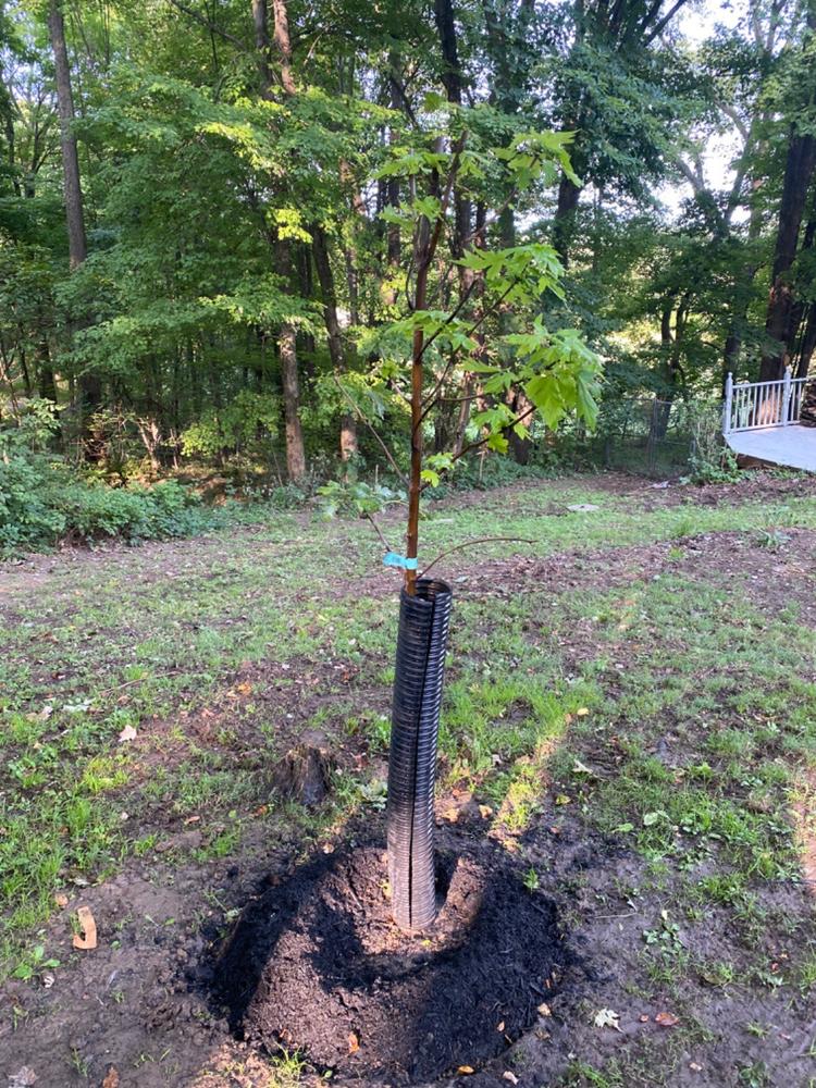 Celebration Maple Trees for Sale – FastGrowingTrees.com