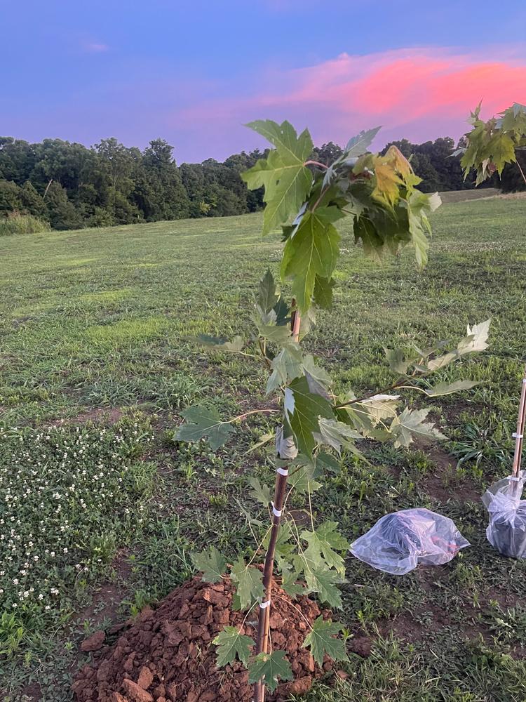 Celebration Maple Trees for Sale – FastGrowingTrees.com