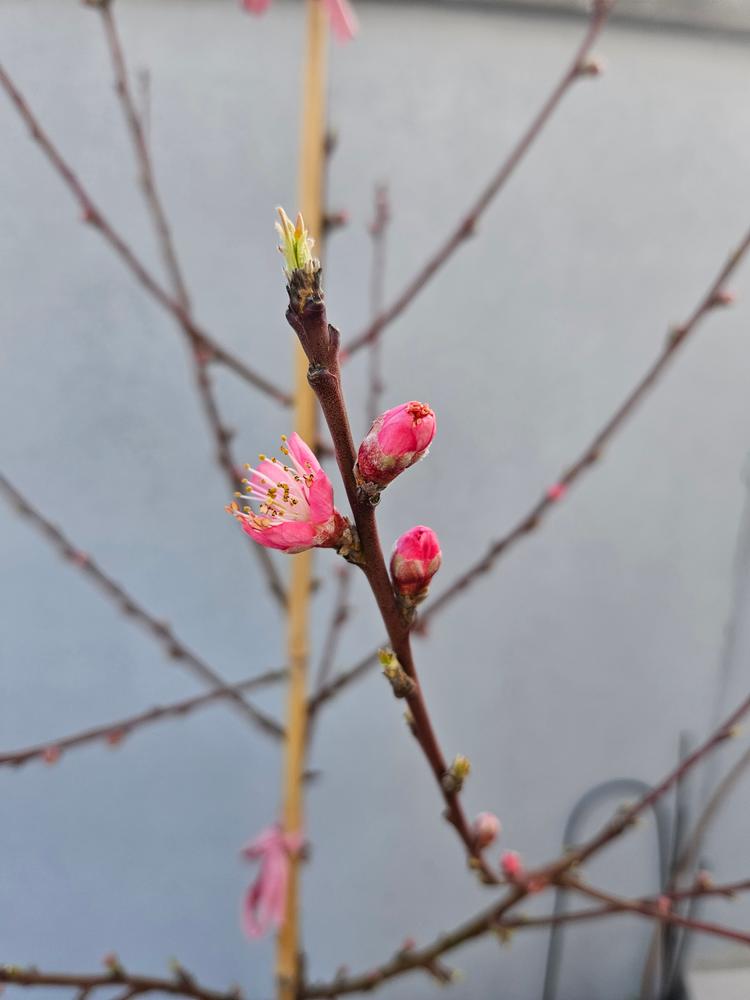 Reliance Peach Trees for Sale – FastGrowingTrees.com