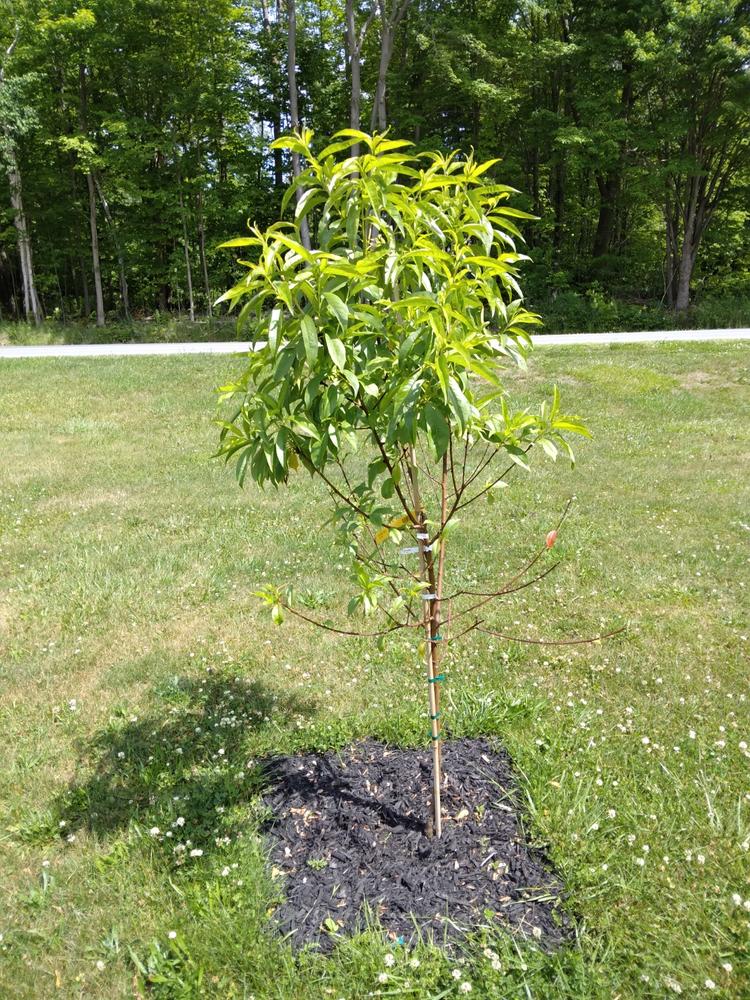 Reliance Peach Trees for Sale – FastGrowingTrees.com