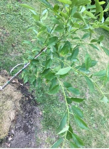 Bubblegum 'Toka' Plum Trees for Sale – FastGrowingTrees.com