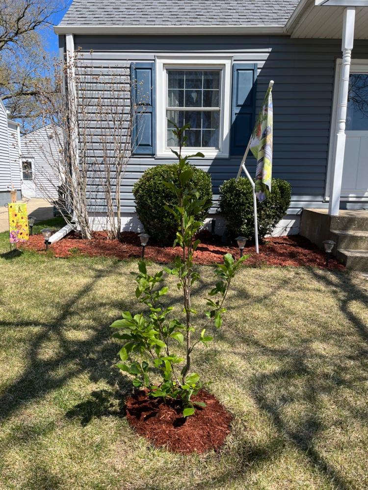 Ann Magnolia Trees for Sale – FastGrowingTrees.com