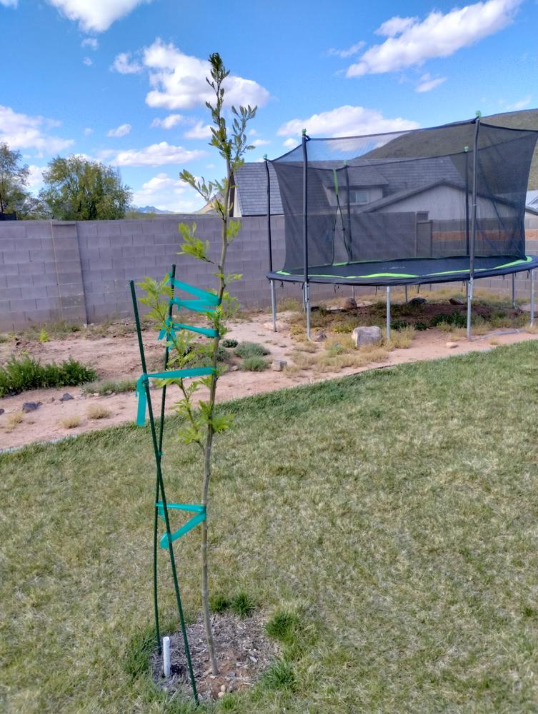 Shademaster Honeylocust Trees for Sale – FastGrowingTrees.com