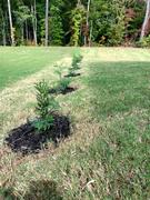 American Pillar Arborvitaes for Sale– FastGrowingTrees.com