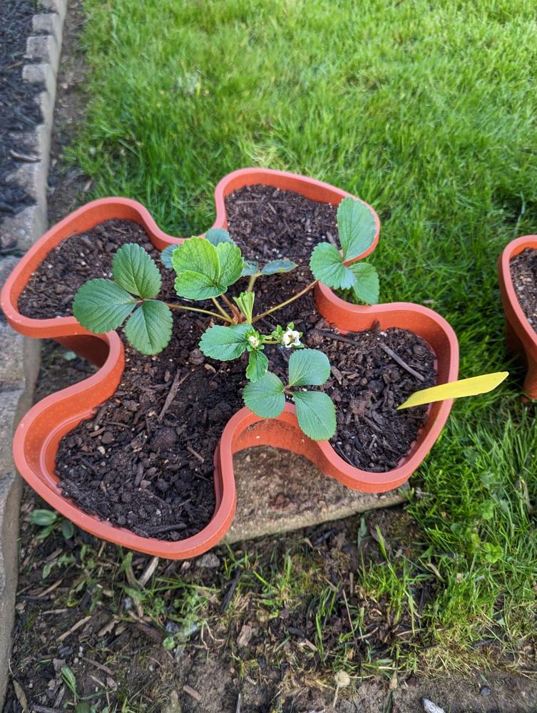 USDA Organic Everbearing Strawberry Plants for Sale – FastGrowingTrees.com