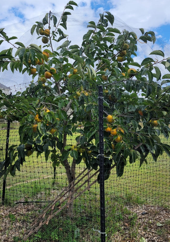 Giant Fuyu Persimmon Trees for Sale – FastGrowingTrees.com