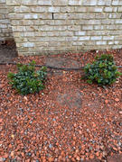 Pinkie Indian Hawthorn Shrub for Sale | Fast Growing Trees ...