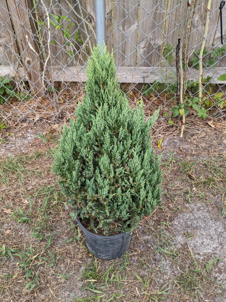 Blue Point Juniper (Juniperus chinensis) – FastGrowingTrees.com