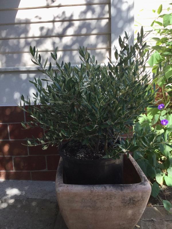 'Little Ollie' Dwarf Olive for Sale– FastGrowingTrees.com