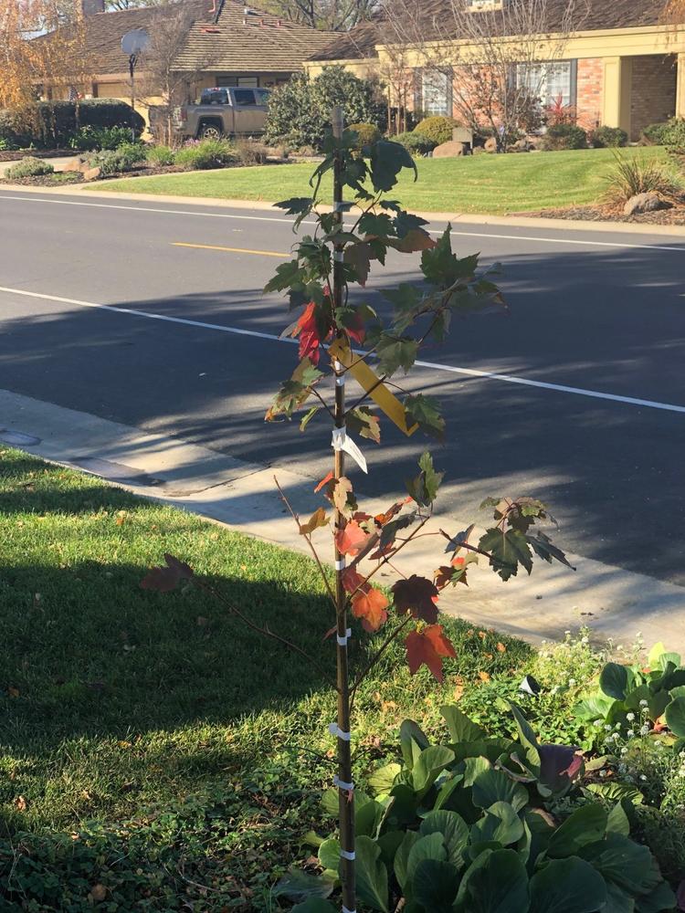 Red Sunset® Maple Trees for Sale – FastGrowingTrees.com