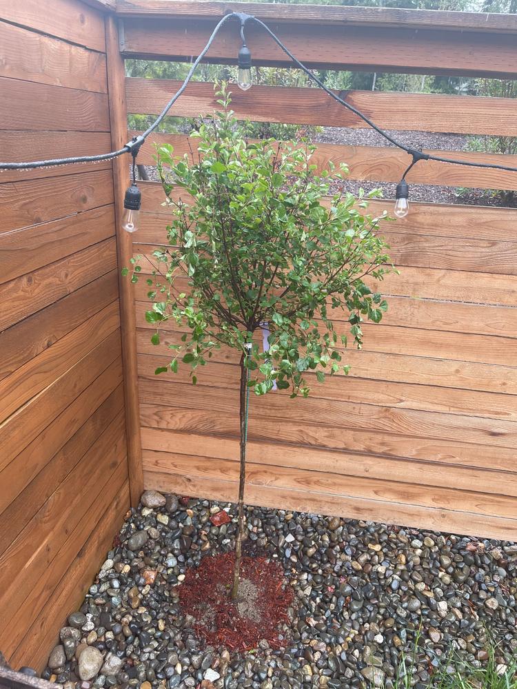 Dwarf Korean Lilac Trees for Sale | FastGrowingTrees.com